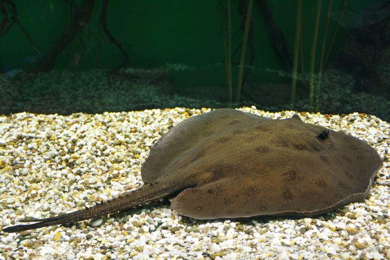 Keeping Freshwater Stingrays (Types, Care, Diet, & Breeding)