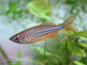 Dither Fish: What Are They and What Are the Best Types?