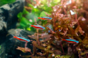 10 Awesome Killifish Tank Mates (Compatibility Guide) - Build Your Aquarium