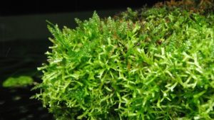 15 Best Aquarium Carpet Plants Ranked by Difficulty (Species)