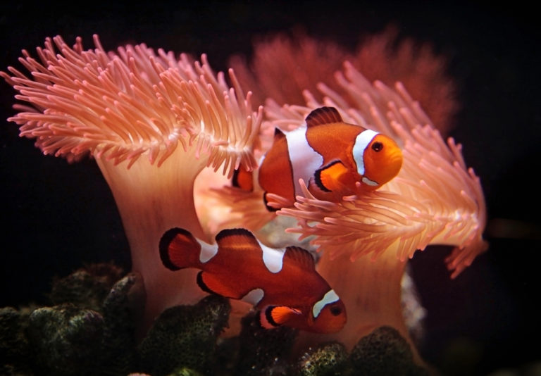 8 Popular Types of Clownfish (Clownfish Species Guide)