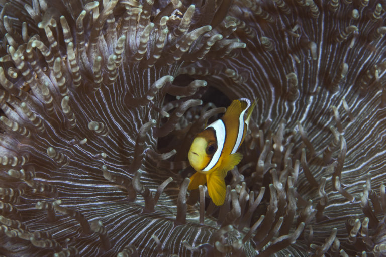 8 Easy Types of Anemones for Your Saltwater Aquarium