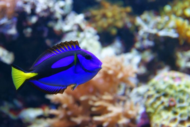 Blue Tang Care, Information, & Pictures (Hippo Tang)