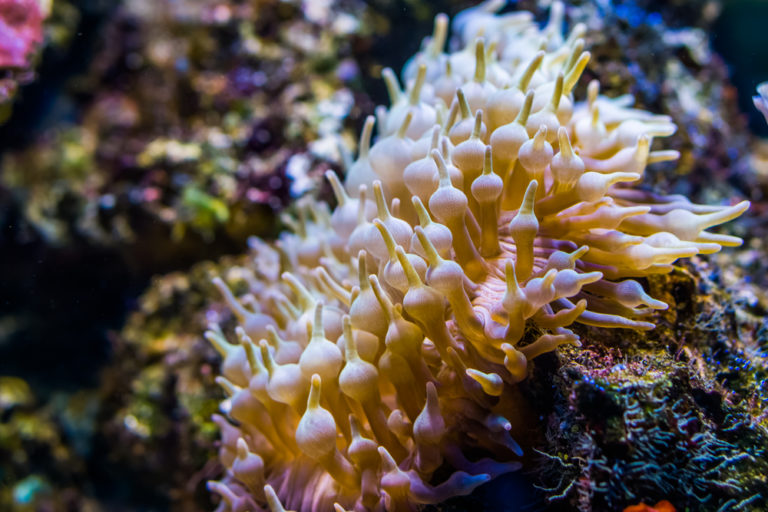 8 Easy Types of Anemones for Your Saltwater Aquarium