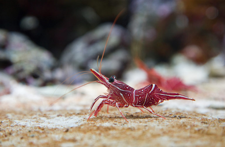12 Saltwater Shrimp Species for Reef Tanks | Build Your Aquarium