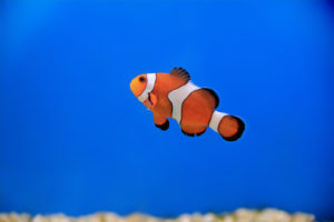 23 Best Saltwater Aquarium Fish (Species Guide for Beginners)