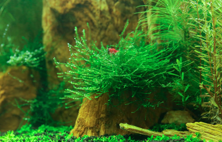 10 Best Plants for Turtle Tanks - Build Your Aquarium