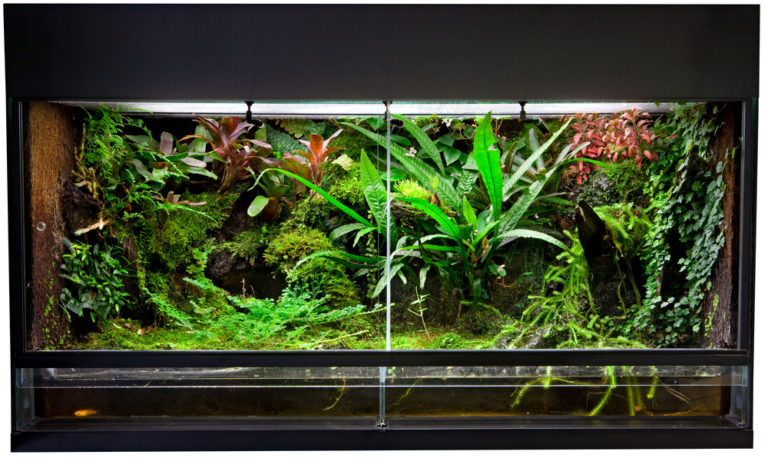 How to Set up a Paludarium (Plants, Tank, & Build Ideas)