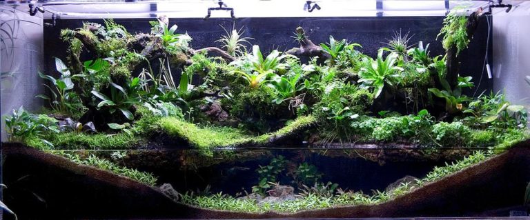 How to Set up a Paludarium (Plants, Tank, & Build Ideas)