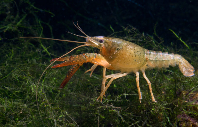 Keeping Freshwater Aquarium Crayfish: The Complete Guide