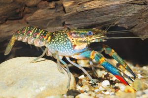 Keeping Freshwater Aquarium Crayfish: The Complete Guide