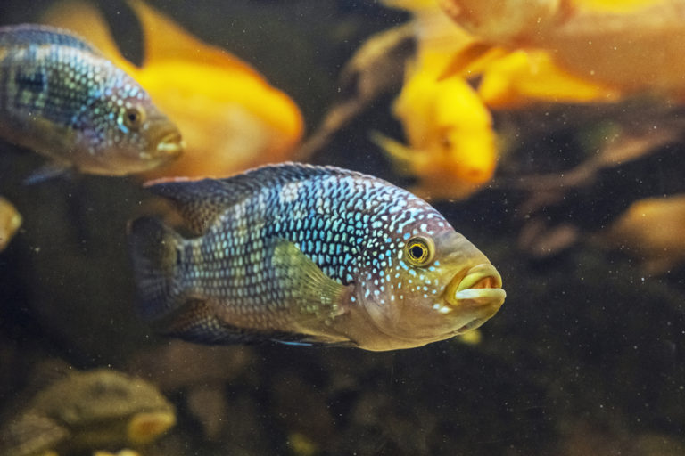 25 Aggressive Freshwater Fish for Predator Tanks (Species Guide)