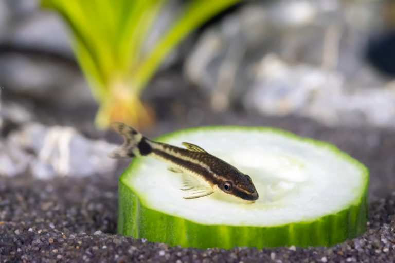 Otocinclus Catfish Care Sheet: Your Complete Species Guide
