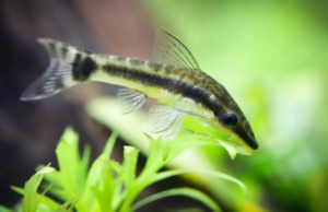 12 Best Planted Aquarium Fish for Aquascapes (Species Guide)