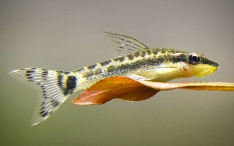 Otocinclus Catfish Care Sheet: Your Complete Species Guide