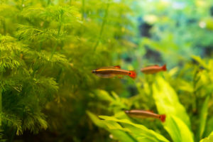 50 Best Freshwater Aquarium Fish