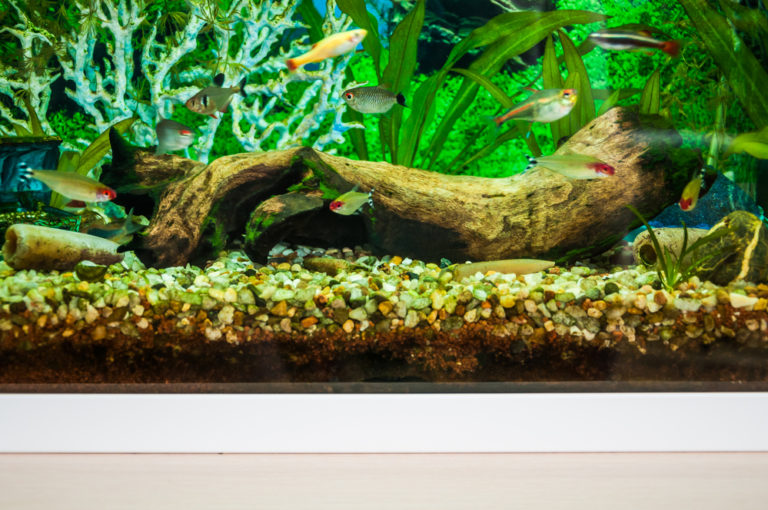 White Cloud Minnow Care: Setup, Diet, Breeding, & Tankmates