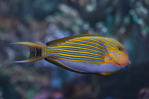 10 Popular Types of Tangs & Surgeonfish: Species Guide