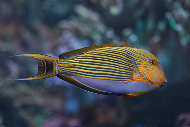 10 Popular Types of Tangs & Surgeonfish: Species Guide