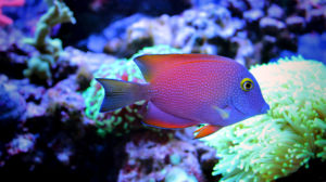10 Popular Types of Tangs & Surgeonfish: Species Guide
