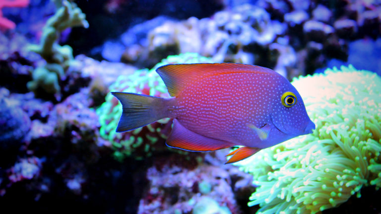 10 Popular Types of Tangs & Surgeonfish: Species Guide