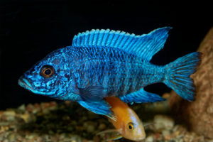 15 Stunning Blue Aquarium Fish Species | Build Your Aquarium