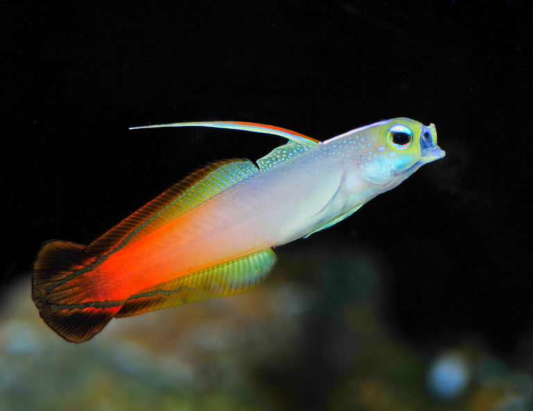 Firefish Goby Care Sheet: Setup, Feeding, & More - Build Your Aquarium