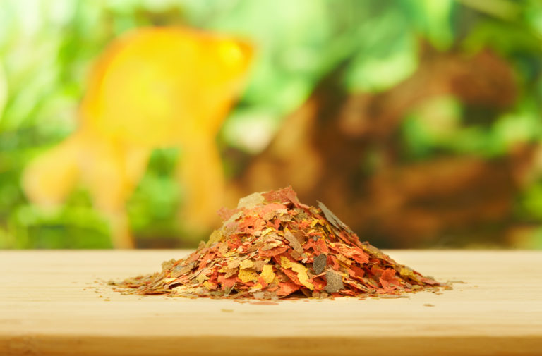 Homemade Fish Food: A Complete DIY Fish Food Guide