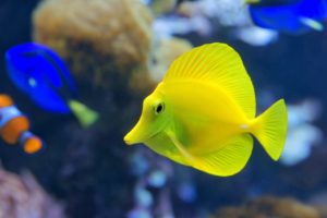 10 Vibrant Yellow Aquarium Fish Species | Build Your Aquarium