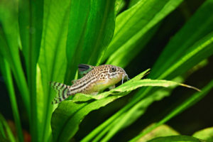 10 Awesome Killifish Tank Mates (Compatibility Guide) - Build Your Aquarium