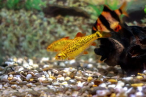 10 Vibrant Yellow Aquarium Fish Species | Build Your Aquarium