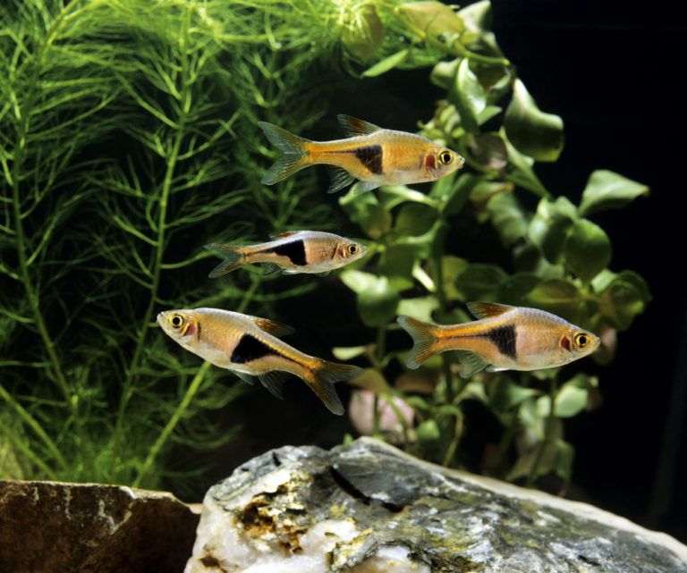 12 Best Planted Aquarium Fish for Aquascapes (Species Guide)