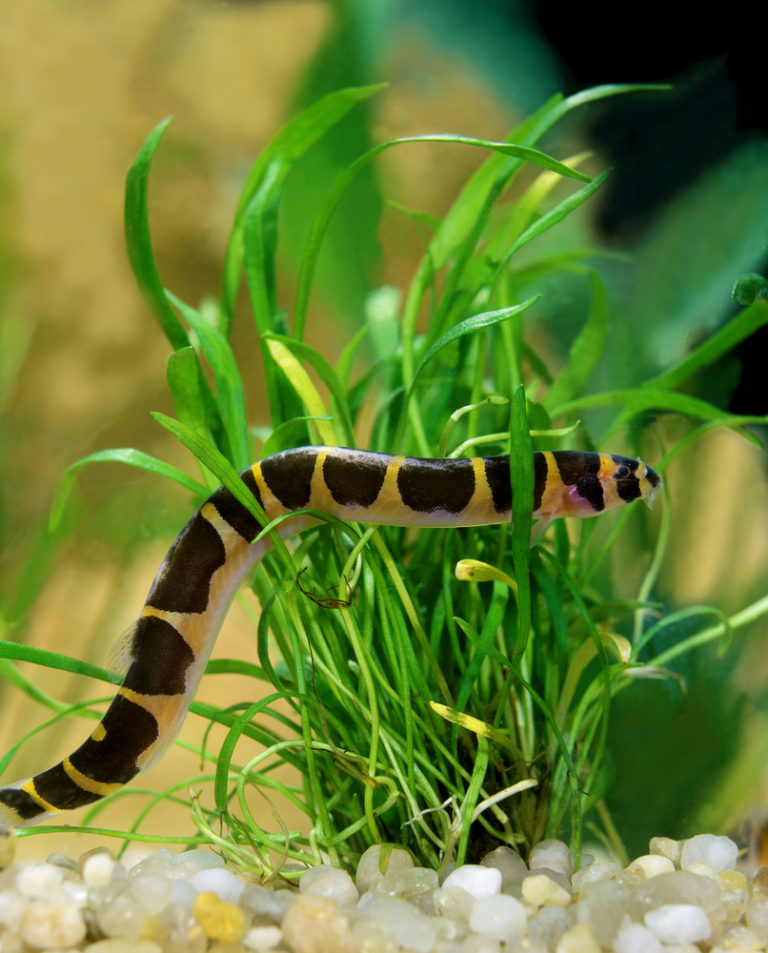 Kuhli Loach Care: Tank Requirements, Diet, and Breeding