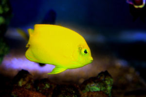10 Vibrant Yellow Aquarium Fish Species | Build Your Aquarium