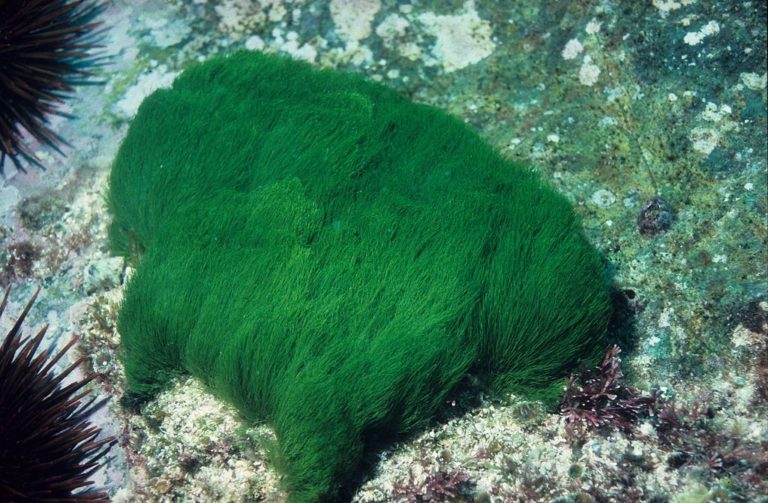 10 Types of Macroalgae & Saltwater Plants for Reef Tanks