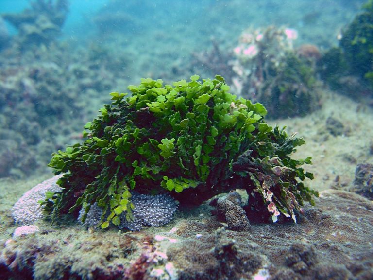 10 Types of Macroalgae & Saltwater Plants for Reef Tanks