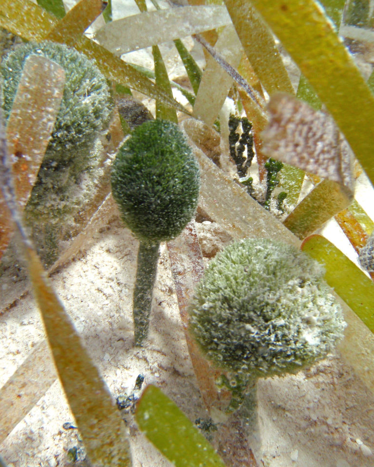 10 Types of Macroalgae & Saltwater Plants for Reef Tanks