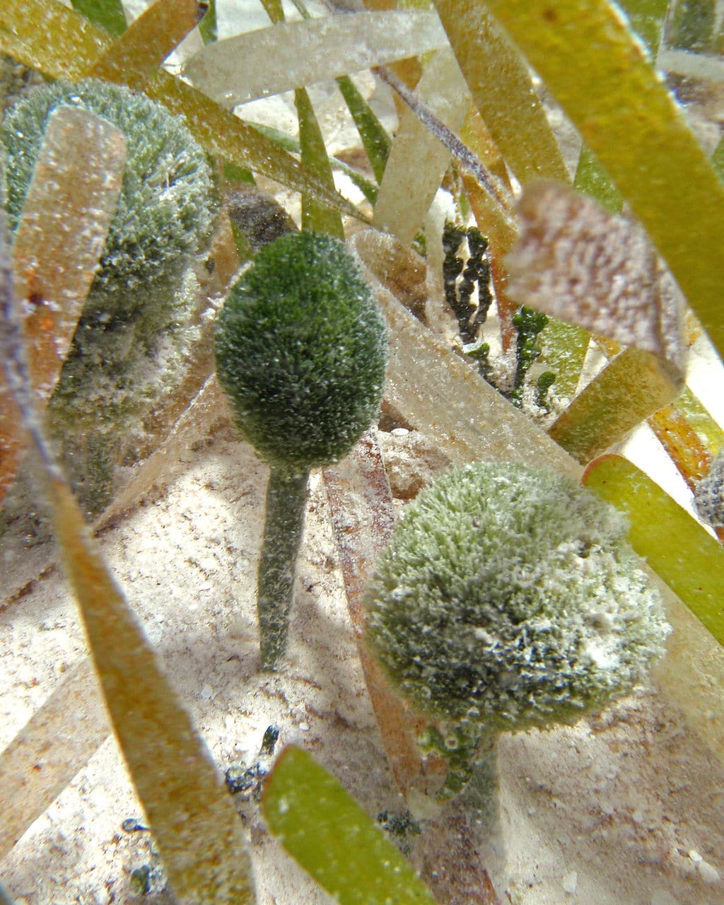 10 Types of Macroalgae & Saltwater Plants for Reef Tanks