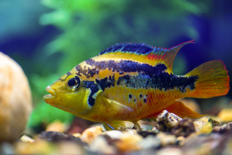 10 Best Convict Fish Cichlid Tank Mates (Compatibility Guide)