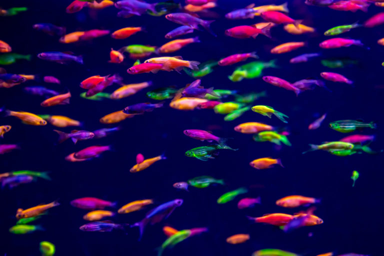 6 Awesome Types of GloFish (Species Guide) - Build Your Aquarium