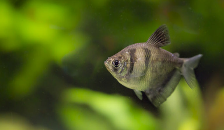 10 Compatible Parrot Cichlid Tank Mates - Build Your Aquarium
