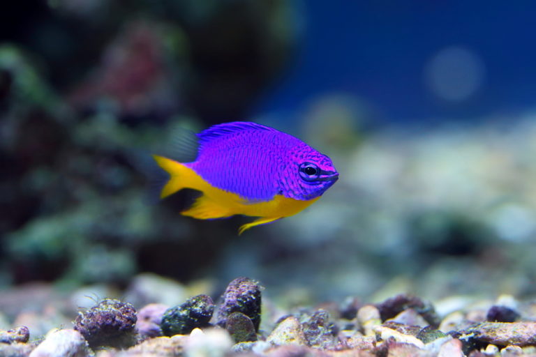 Damselfish: 10 Types & How to Keep Them - Build Your Aquarium
