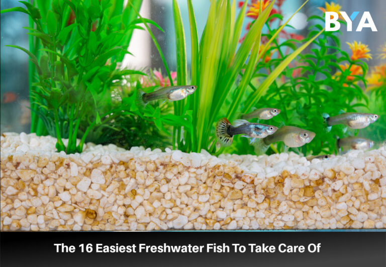 The 16 Easiest Freshwater Fish To Take Care Of - Build Your Aquarium