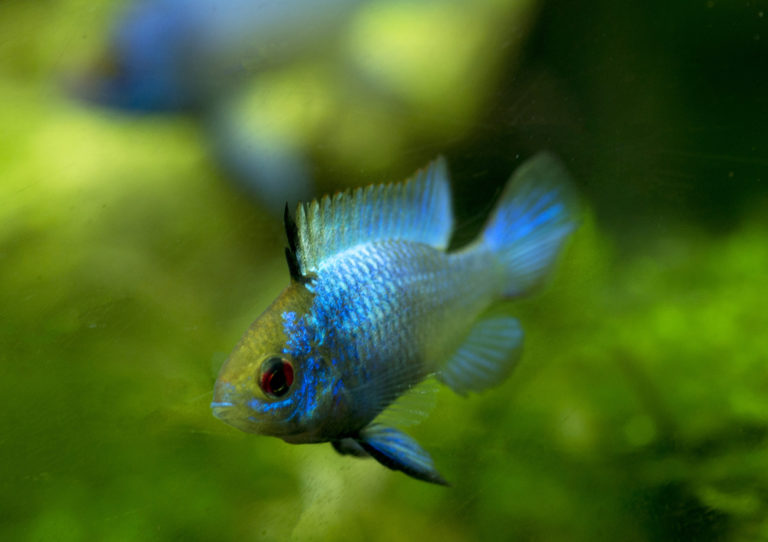 Electric Blue Ram Care, Information, & Pictures - Build Your Aquarium