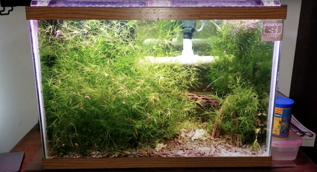 Guppy Grass Care Information And Pictures Build Your Aquarium