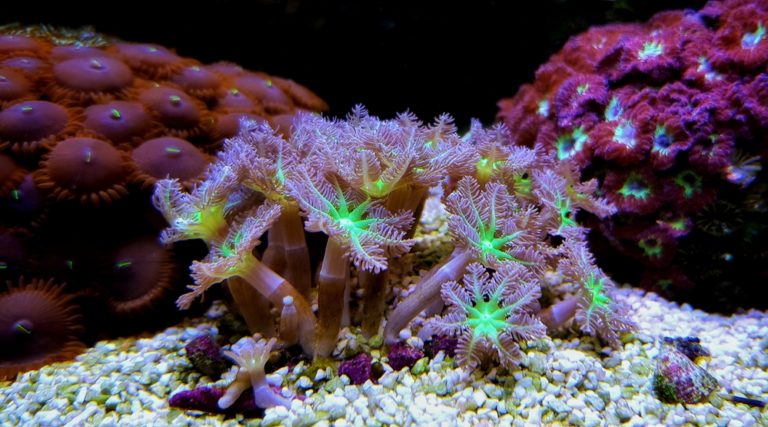 10 Best Soft Coral Species for Beginner Reef-Keepers