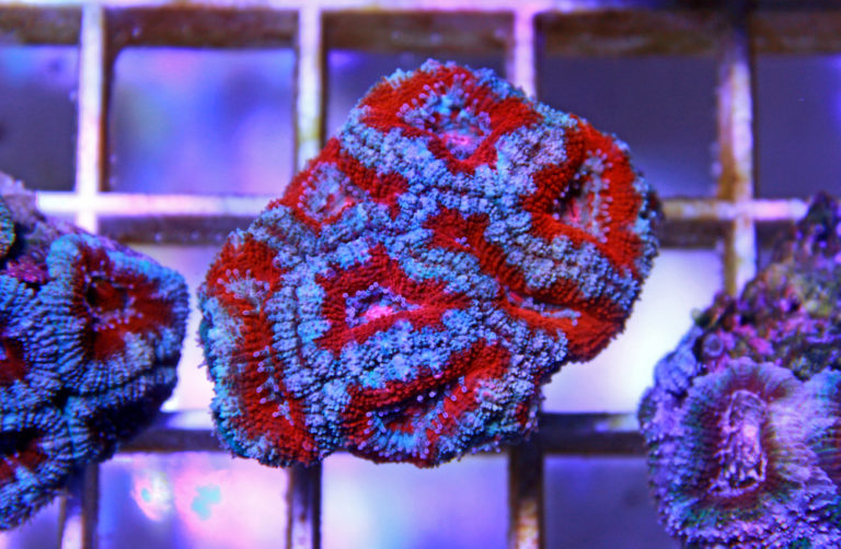 Acan Coral Care, Information, & Pictures - Build Your Aquarium
