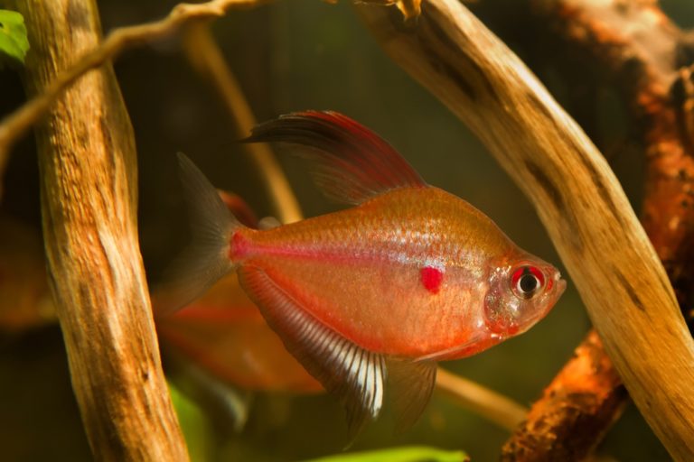 How to Set up a Blackwater Aquarium: The Complete Guide