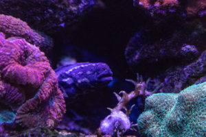 Engineer Goby Care, Information, & Pictures - Build Your Aquarium