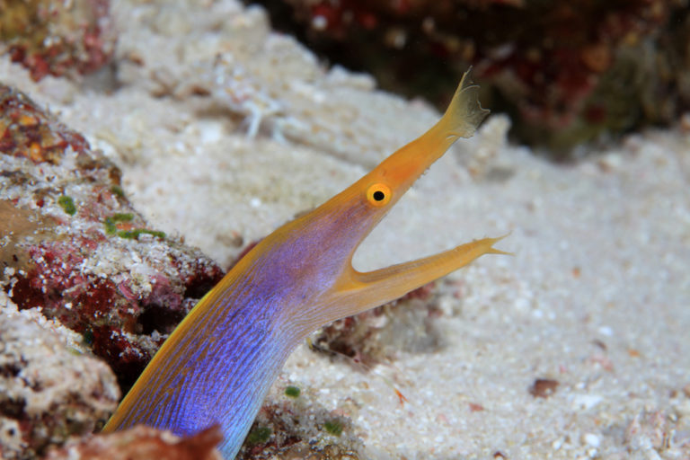 8 Types of Saltwater Aquarium Eels - Build Your Aquarium
